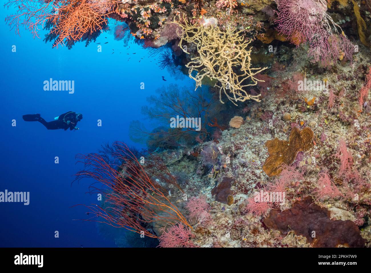 coral reef, Tubbataha Reef, Tubbataha Natural Park, Tubbataha Reefs ...