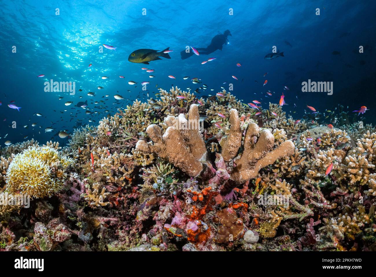 coral reef, Tubbataha Reef, Tubbataha Natural Park, Tubbataha Reefs ...