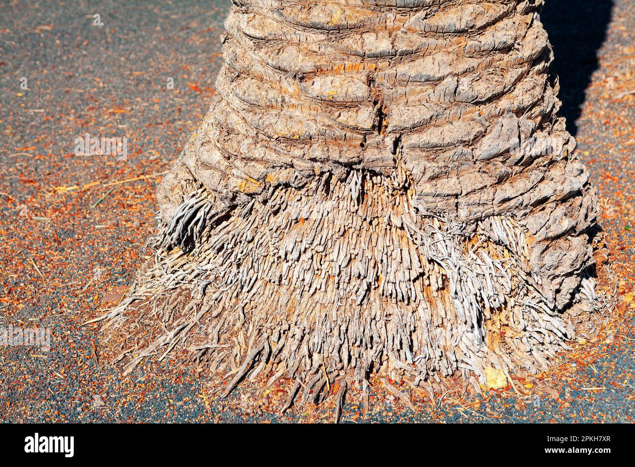 Palm tree trunk . Tropical tree details Stock Photo - Alamy