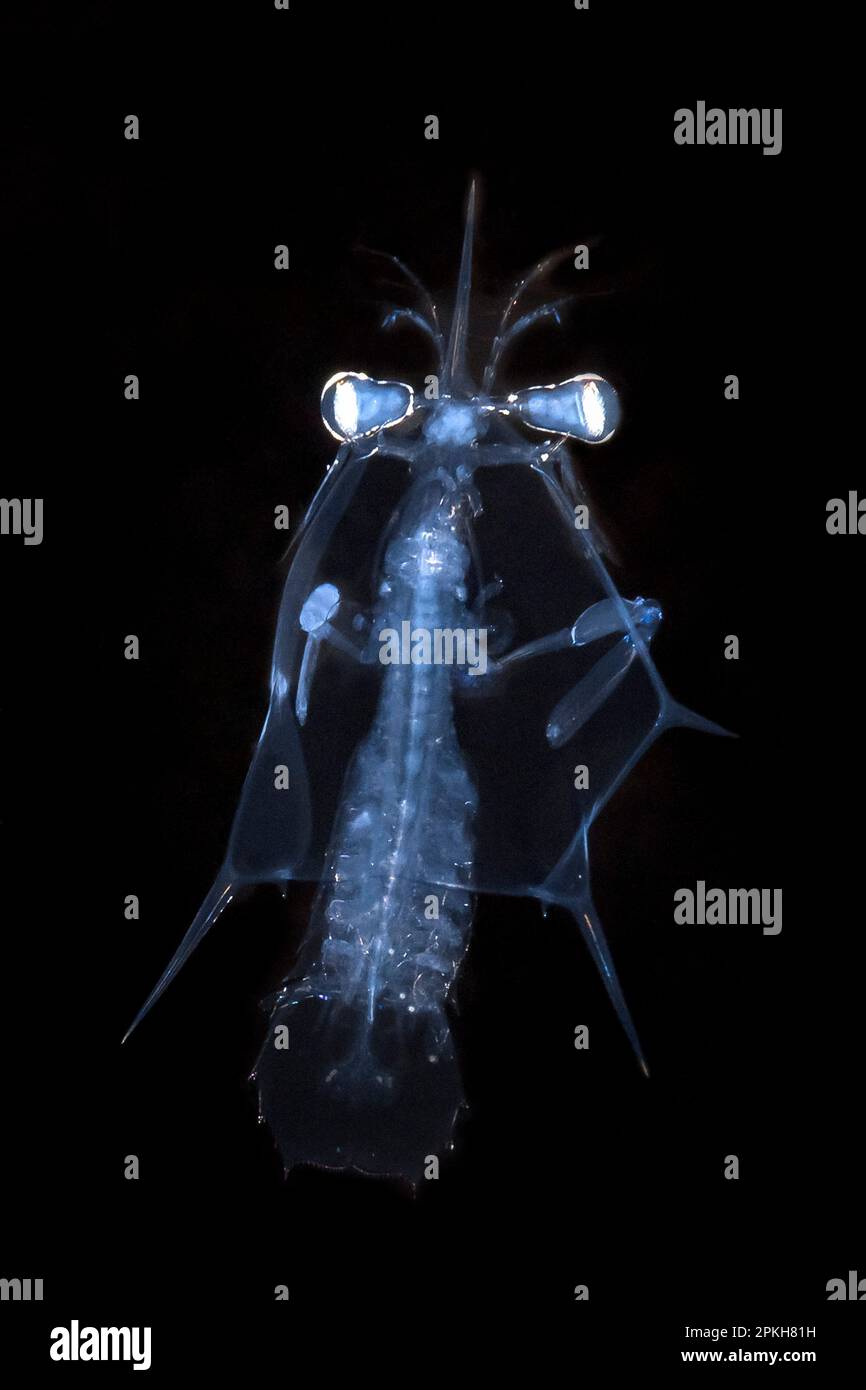 mantis shrimp, larva, Romblon, Philippines, Pacific Ocean Stock Photo ...