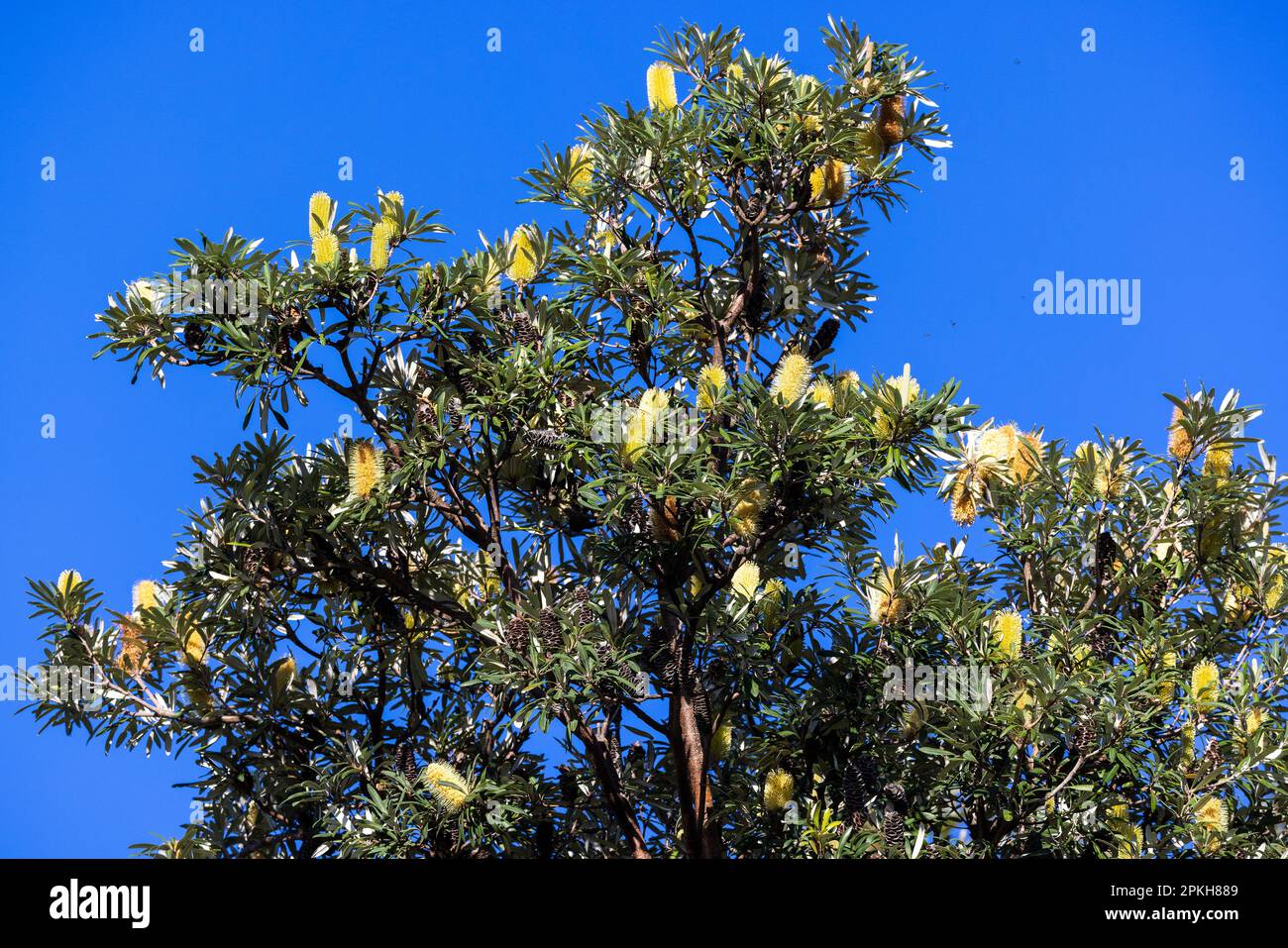 Coast banksia tree hi-res stock photography and images - Alamy