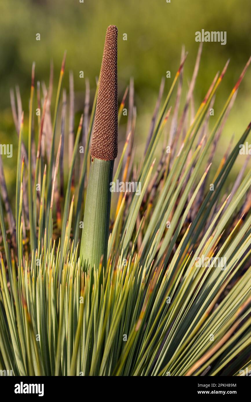 Oval Grass Tree with new flower spike Stock Photo - Alamy
