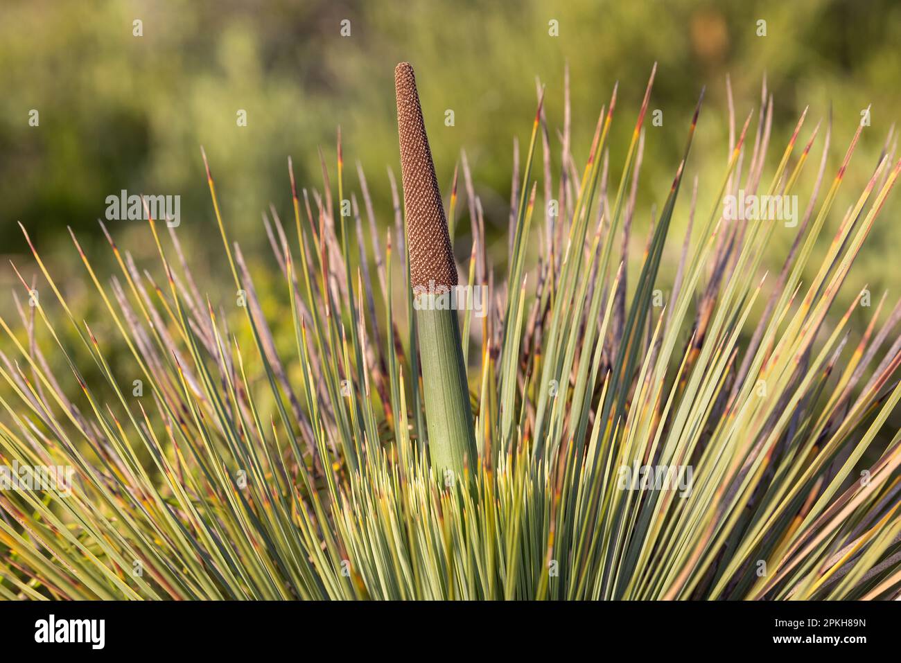 Oval Grass Tree with new flower spike Stock Photo - Alamy