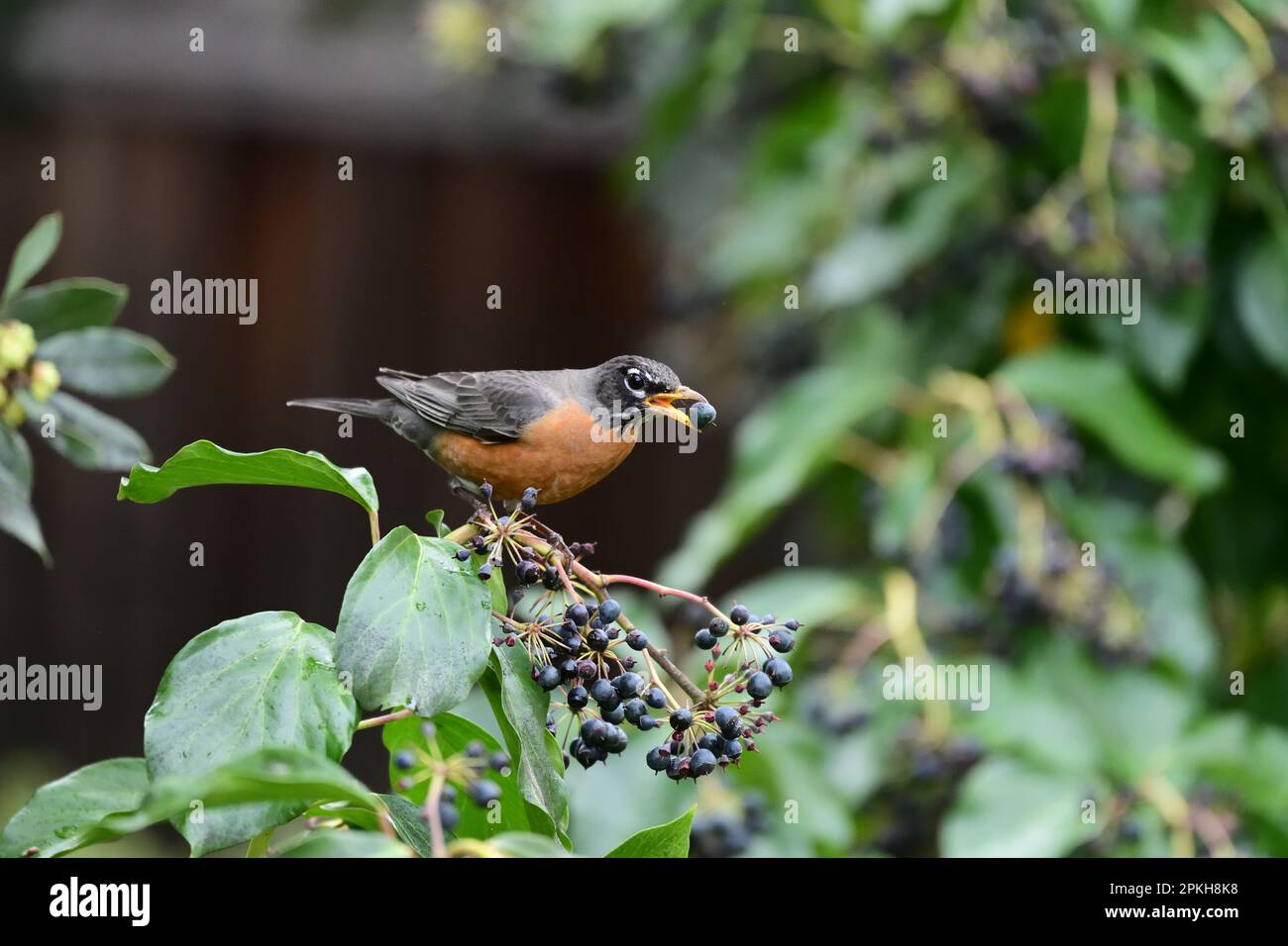 Robin on berry tree hi-res stock photography and images - Alamy