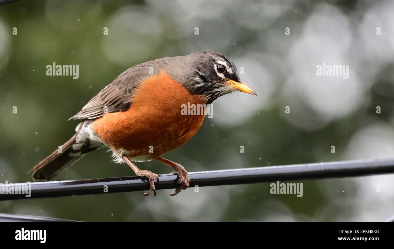 Robin on berry tree hi-res stock photography and images - Alamy