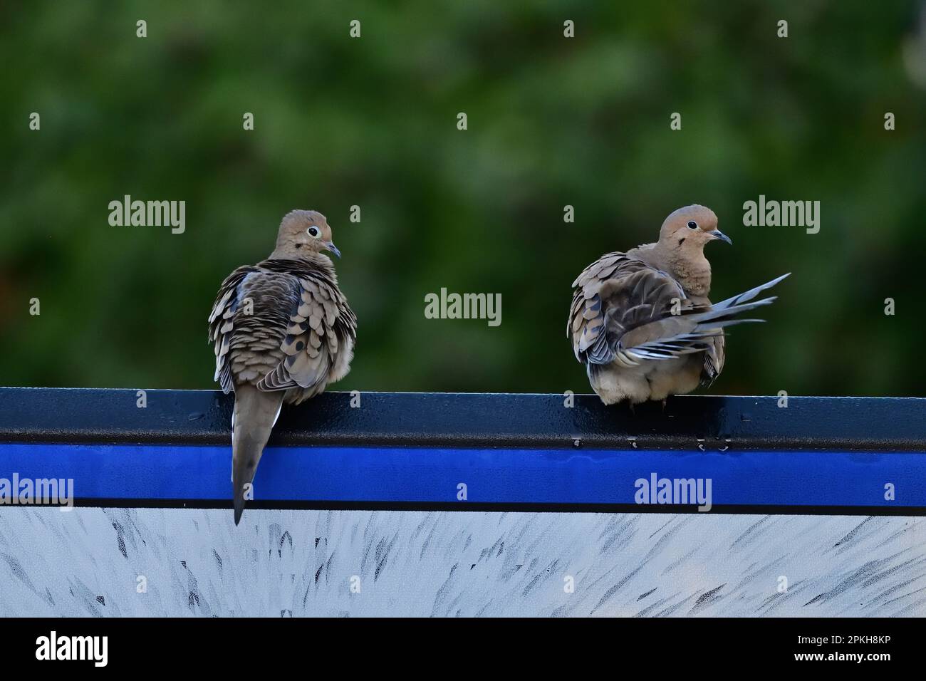 Mourning Dove soaking in rain with partner Stock Photo - Alamy