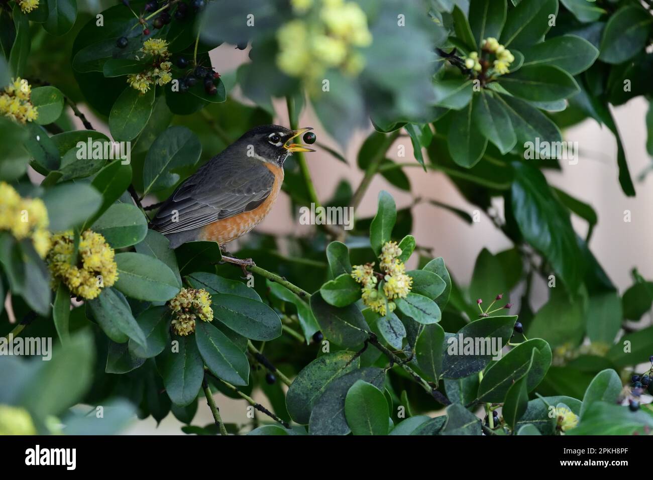 Robin on berry tree hi-res stock photography and images - Alamy
