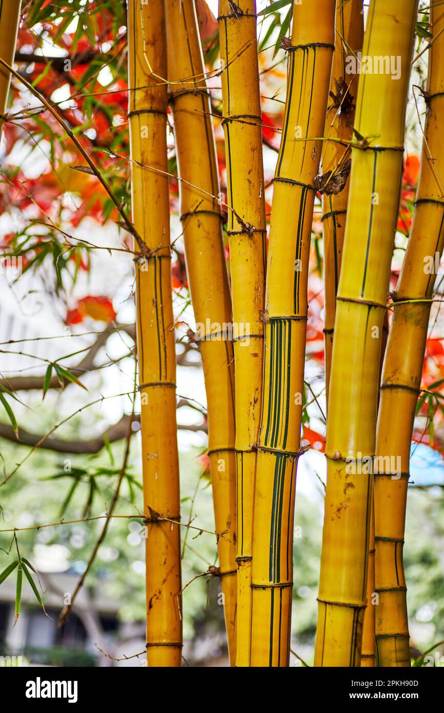 Bamboo tree roots hi-res stock photography and images - Alamy
