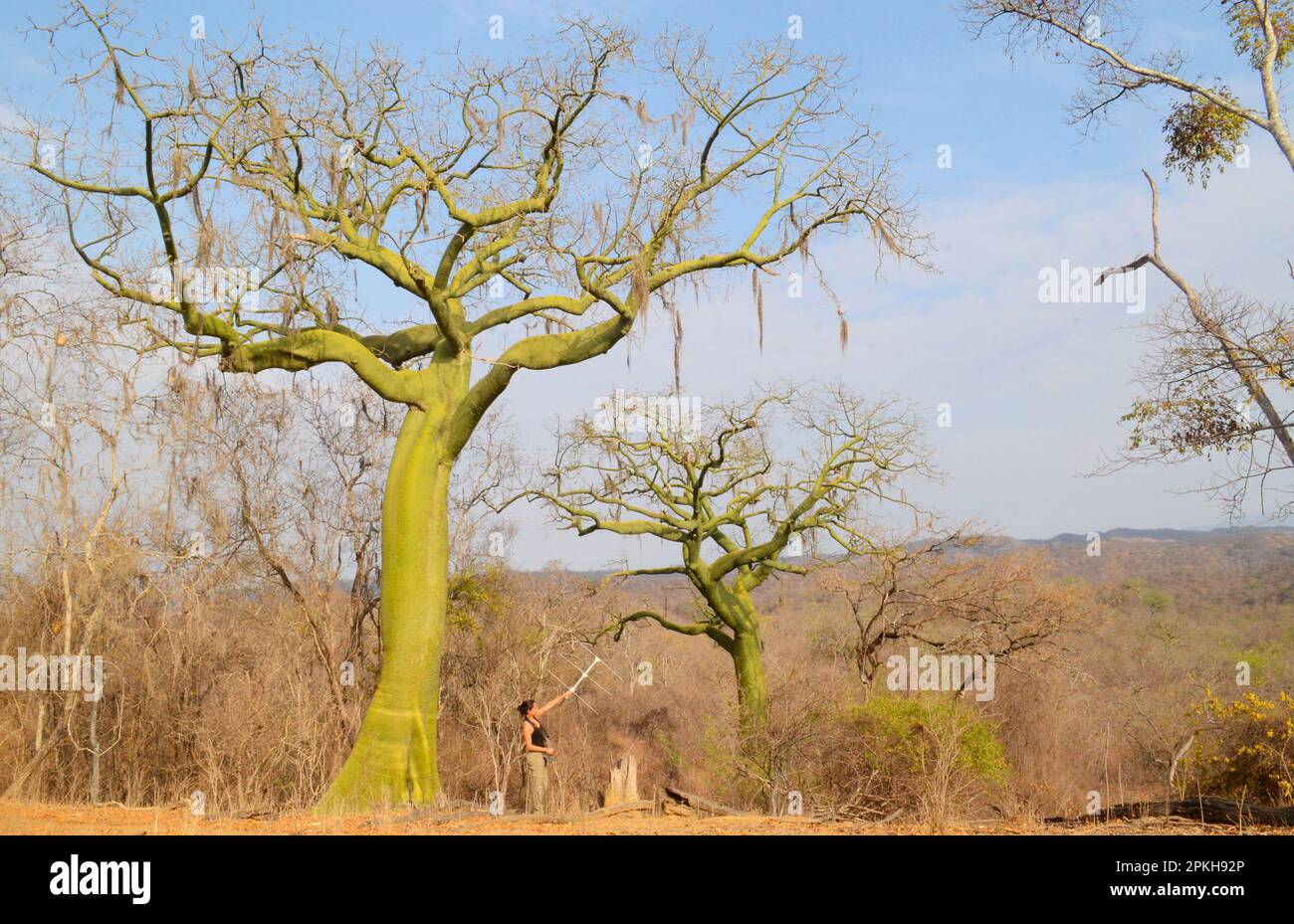 A wildlife biologist tracking mammals in the dry forest with ceibos ...