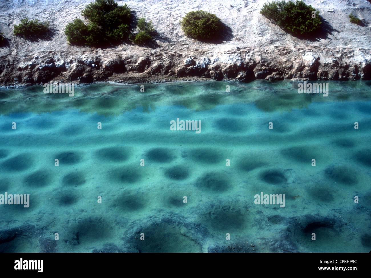 Holes made by tilapia to lay their eggs, canal in a private fish farm ...