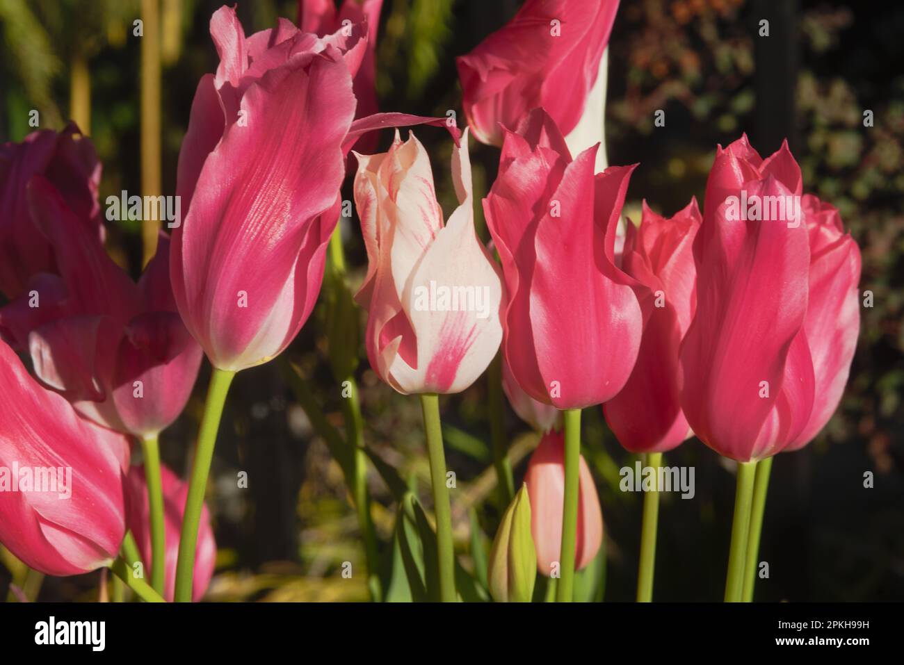 Spring abounds with beauty, gardens come alive in new tulip flower ...