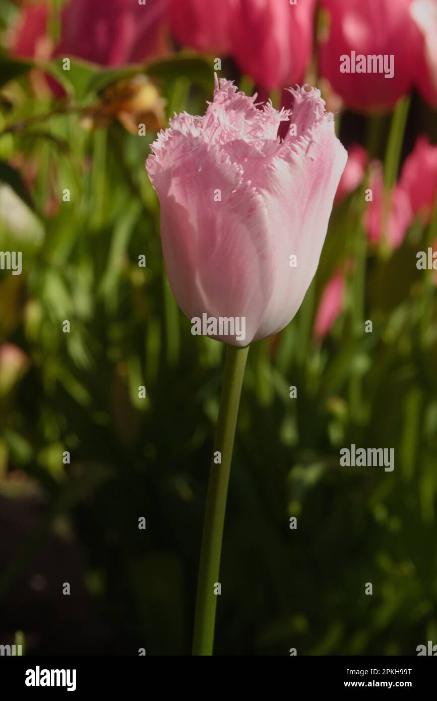 Spring abounds with beauty, gardens come alive in new tulip flower ...