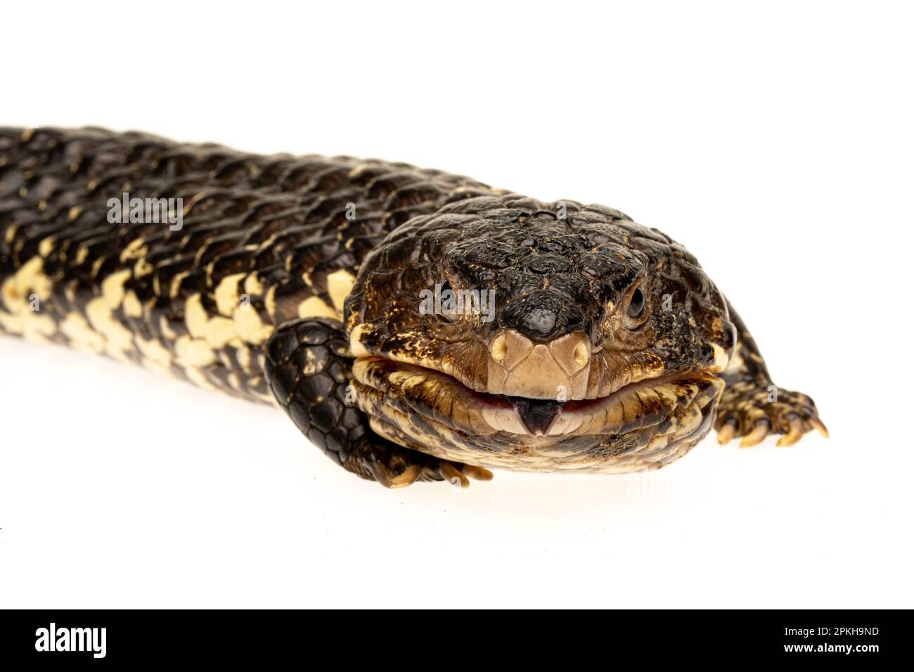 Blue-tongue Lizard on white background with tongue out and looking at ...
