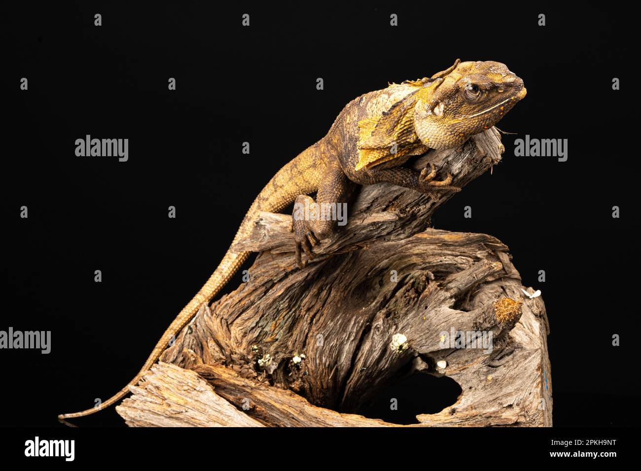 Australian Frilled-Neck Lizard sitting a tree branch with black ...