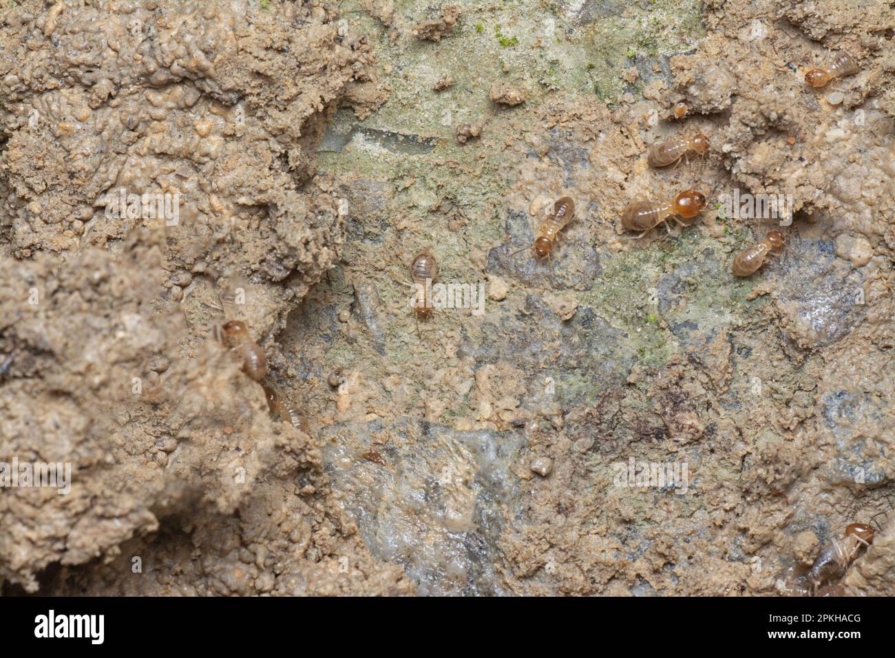 Looking for termites hi-res stock photography and images - Alamy