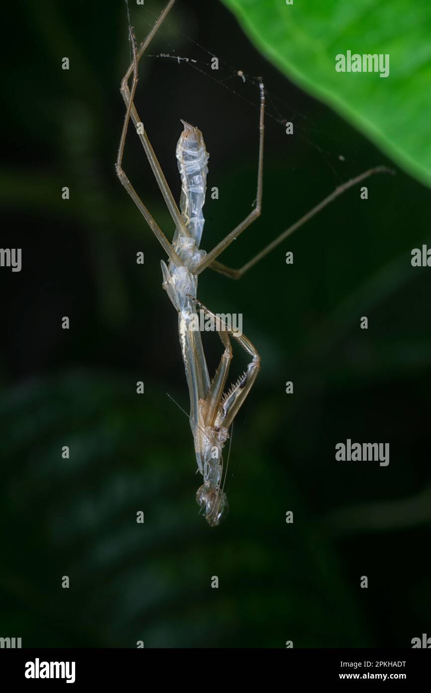 young mantis religiosa nymph shed it exoskeleton skin Stock Photo - Alamy