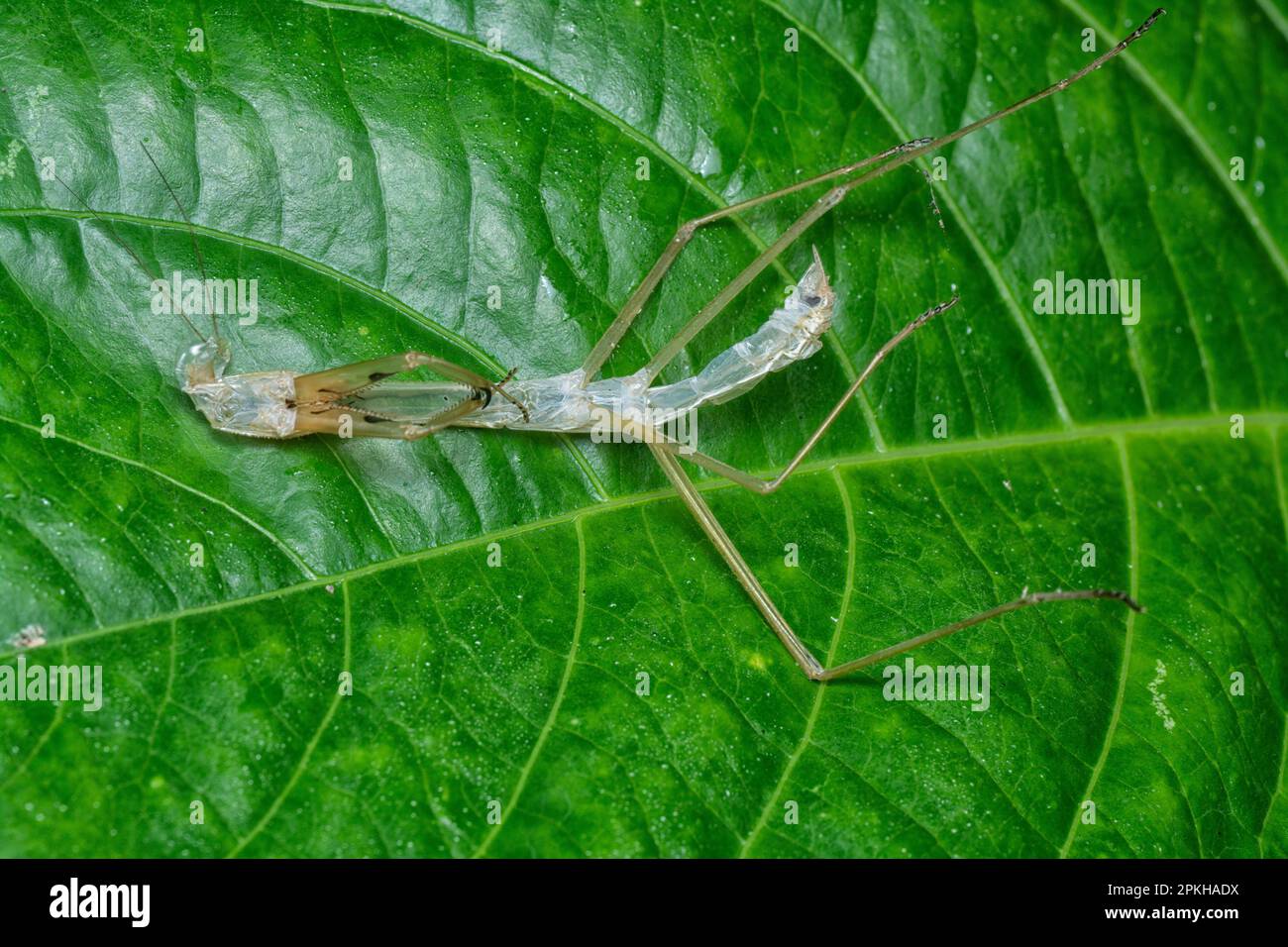 young mantis religiosa nymph shed it exoskeleton skin Stock Photo - Alamy