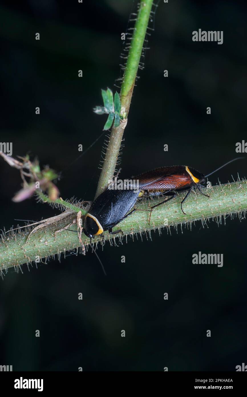 close shot of the hemithyrsocera cockroach mating Stock Photo - Alamy