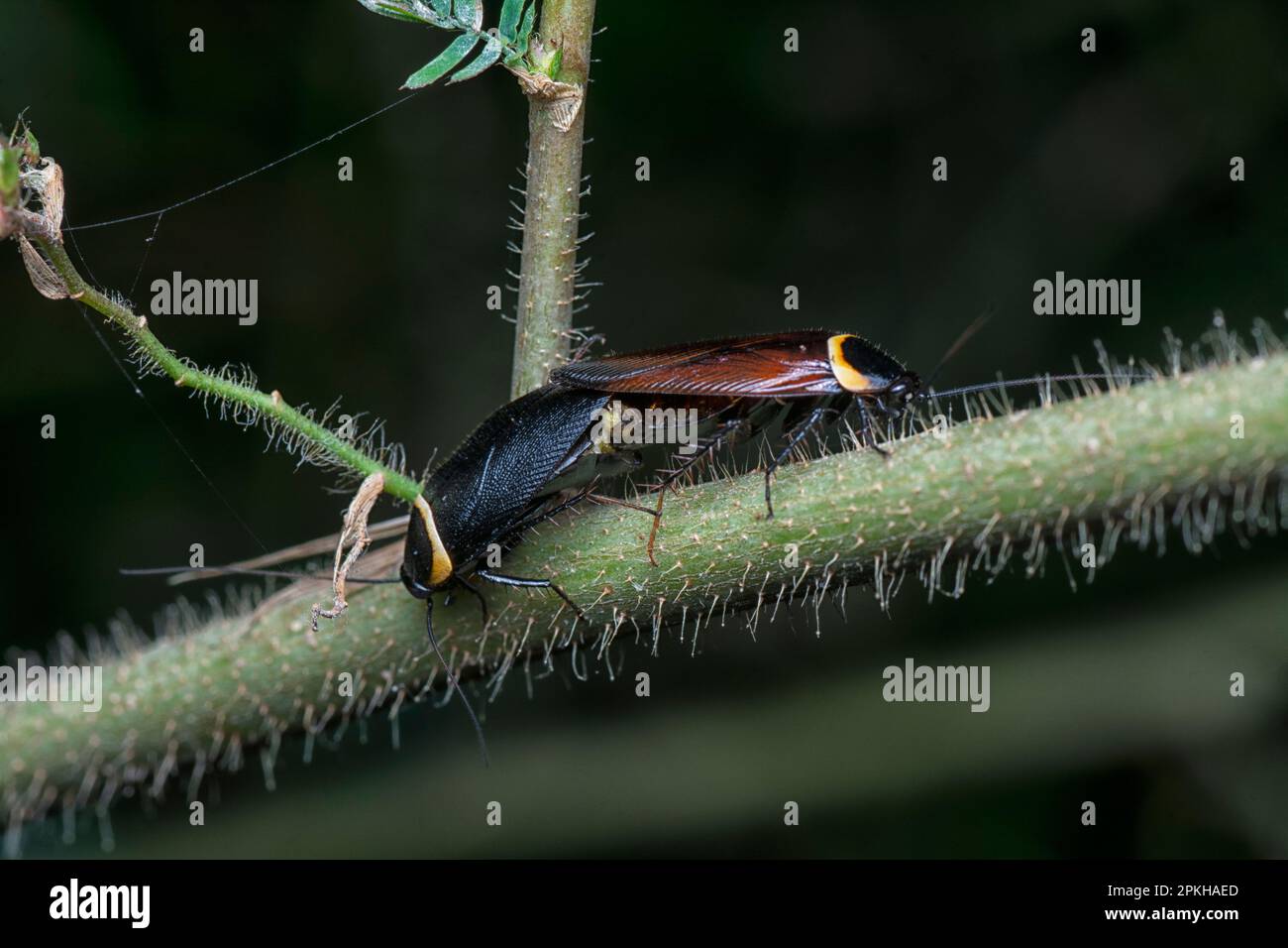 close shot of the hemithyrsocera cockroach mating Stock Photo - Alamy