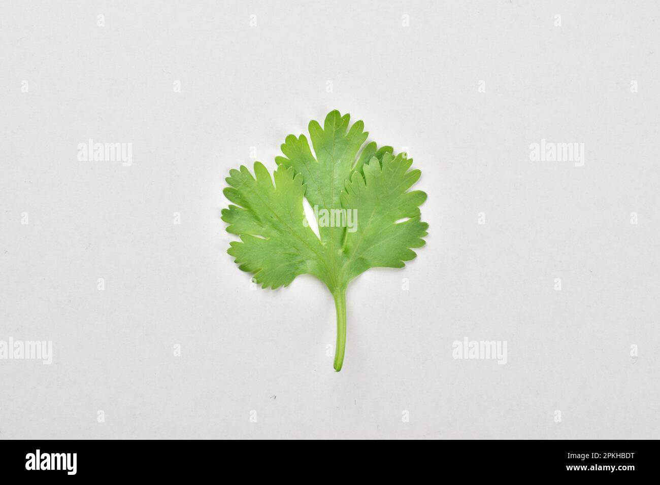 Leaf of corinder on white background Stock Photo - Alamy