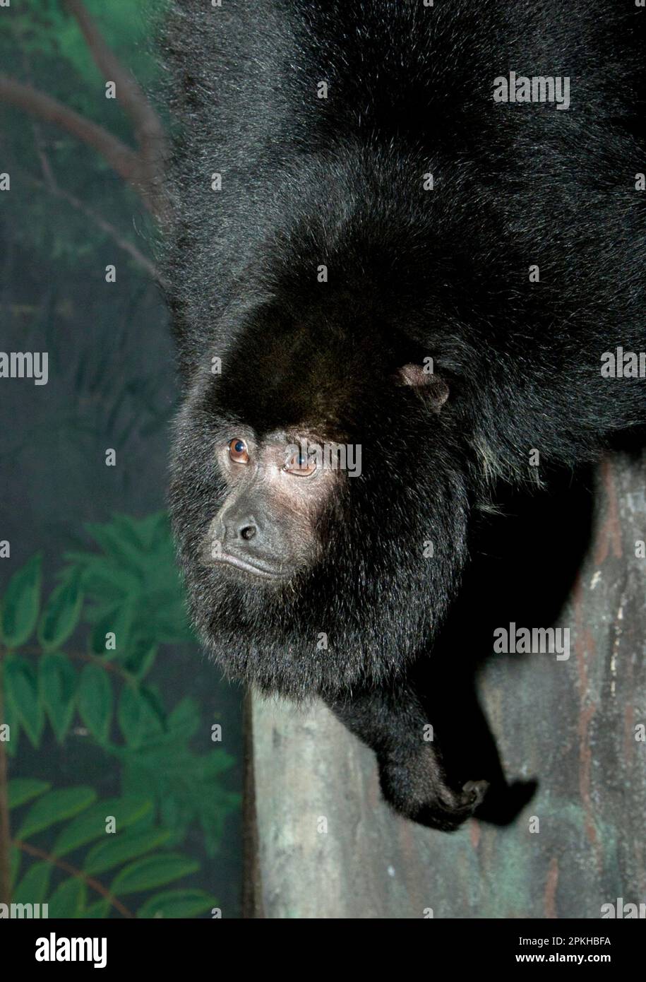 Closeup of a male black howler monkey in a tree, Alouatta caraya Stock ...