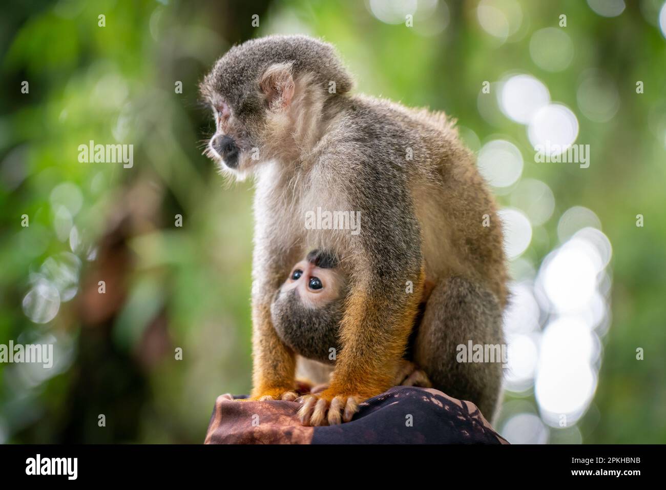 Common Squirrel Monkey (Saimiri) in Leticia, Colombia on Monkey Island Stock Photo - Alamy