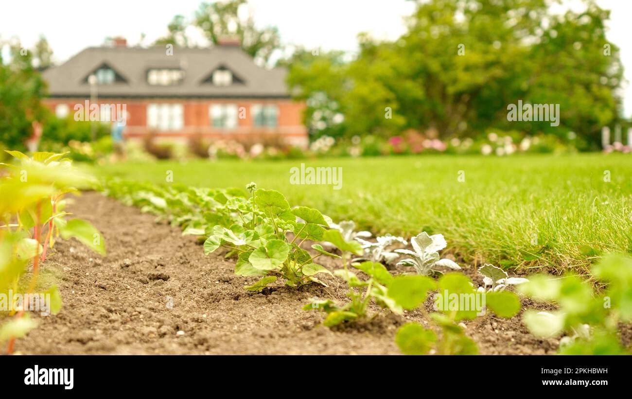 Straight rows of green and purple plants growing on huge farm field ...