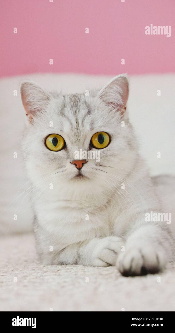 Fluffy kitty looking at camera on pink background, front view. Vertical ...