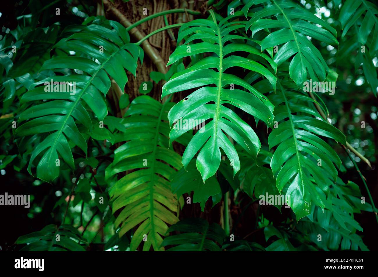 red and black leaves of Monstera philodendron plant growing in wild ...