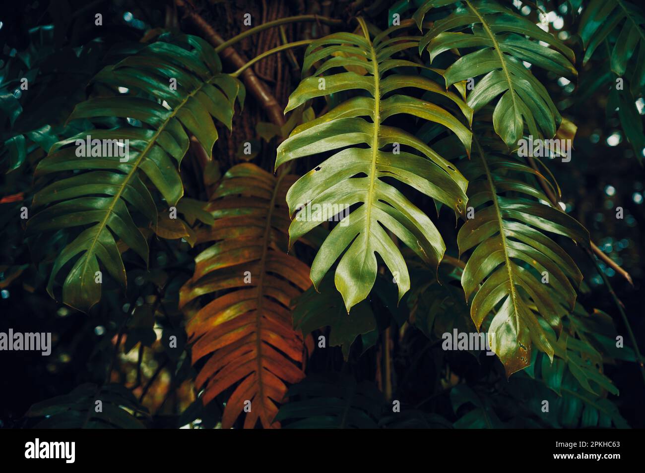 red and black leaves of Monstera philodendron plant growing in wild ...