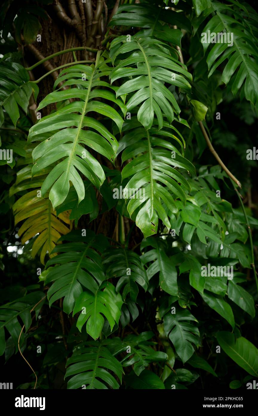 red and black leaves of Monstera philodendron plant growing in wild ...