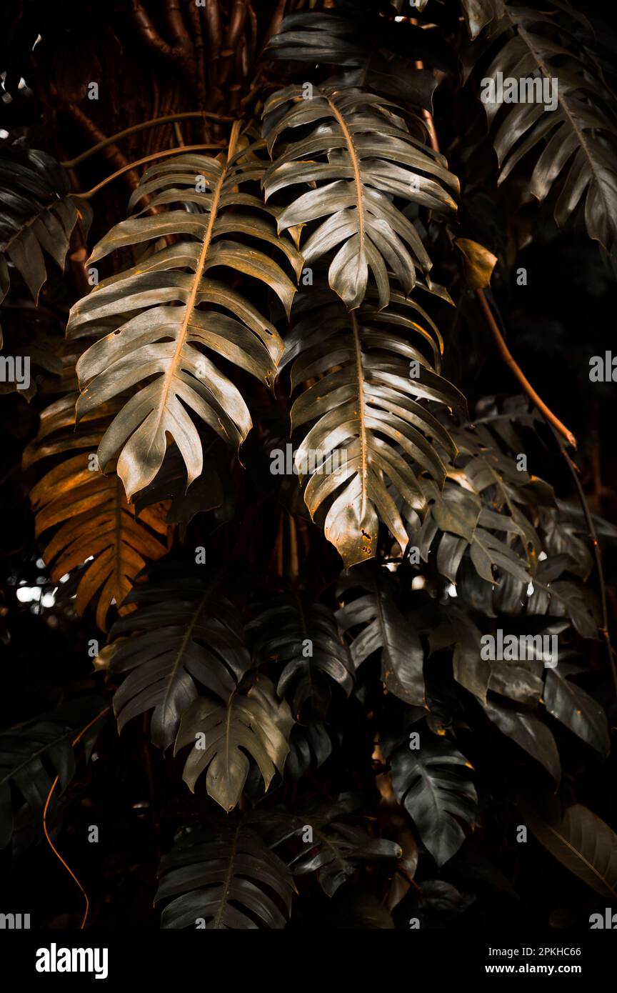 red and black leaves of Monstera philodendron plant growing in wild ...