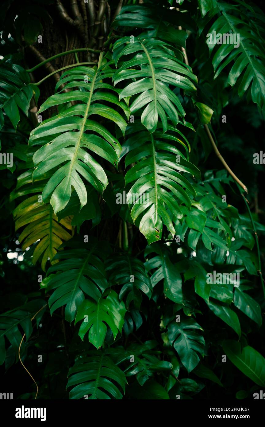 red and black leaves of Monstera philodendron plant growing in wild ...