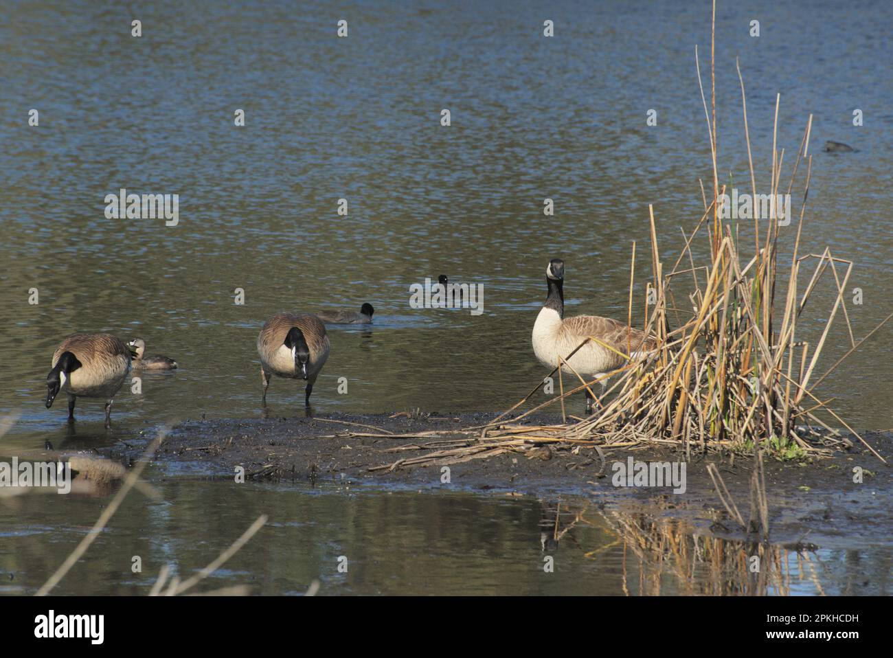 Canada geese wade in waters of Huntington central park, 2 are looking ...