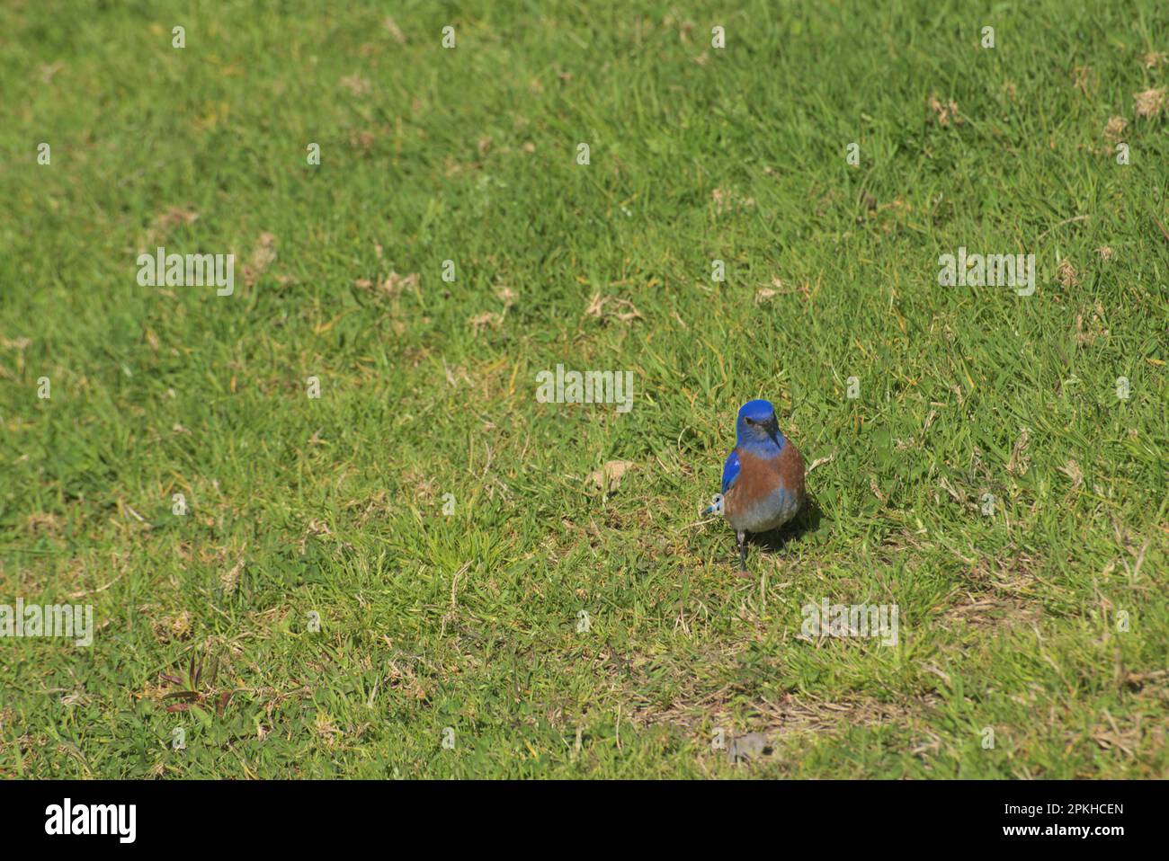 Single blue birds in grasses of Huntington central park, while small in ...