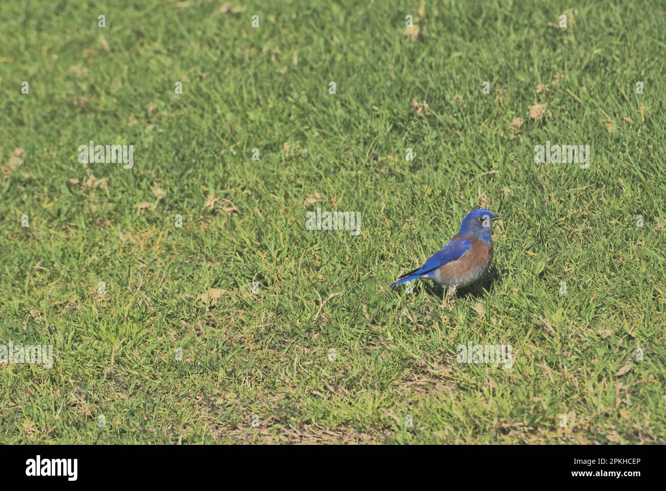 Single blue birds in grasses of Huntington central park, while small in ...