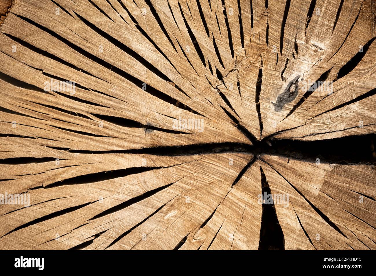 Felled tree background. Old plant stump. Scorched slice of a tree ...