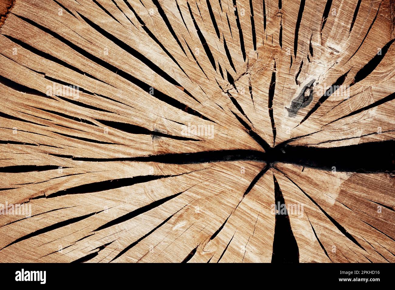 Felled tree background. Old plant stump. Scorched slice of a tree ...