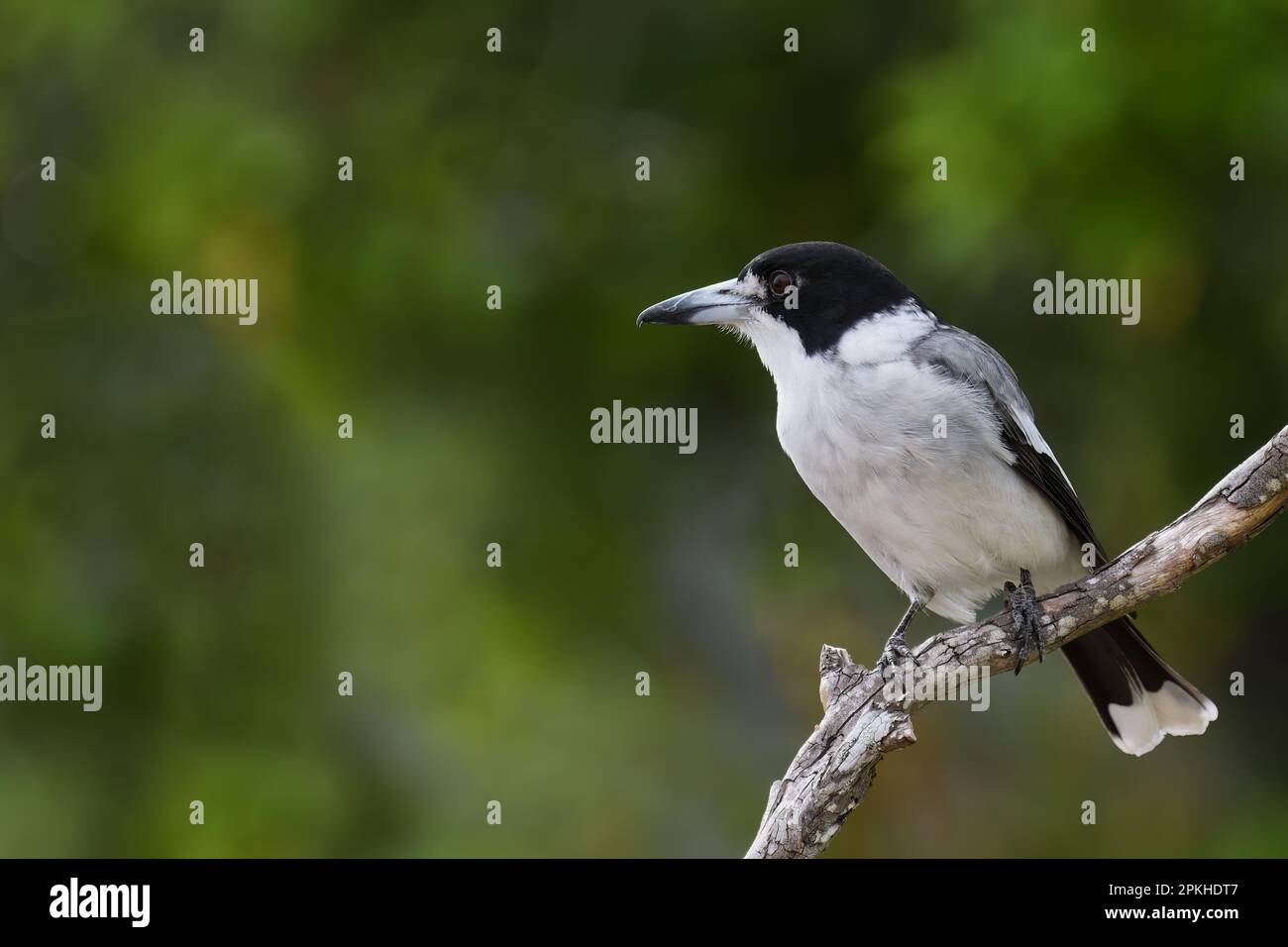 Australian butcherbird photo hi-res stock photography and images - Alamy