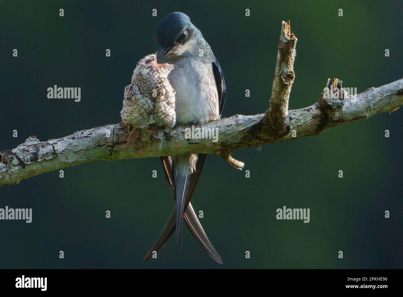 A grey-rumped treeswift feeds a chick on a tree brunch in Bukit Tinggi ...