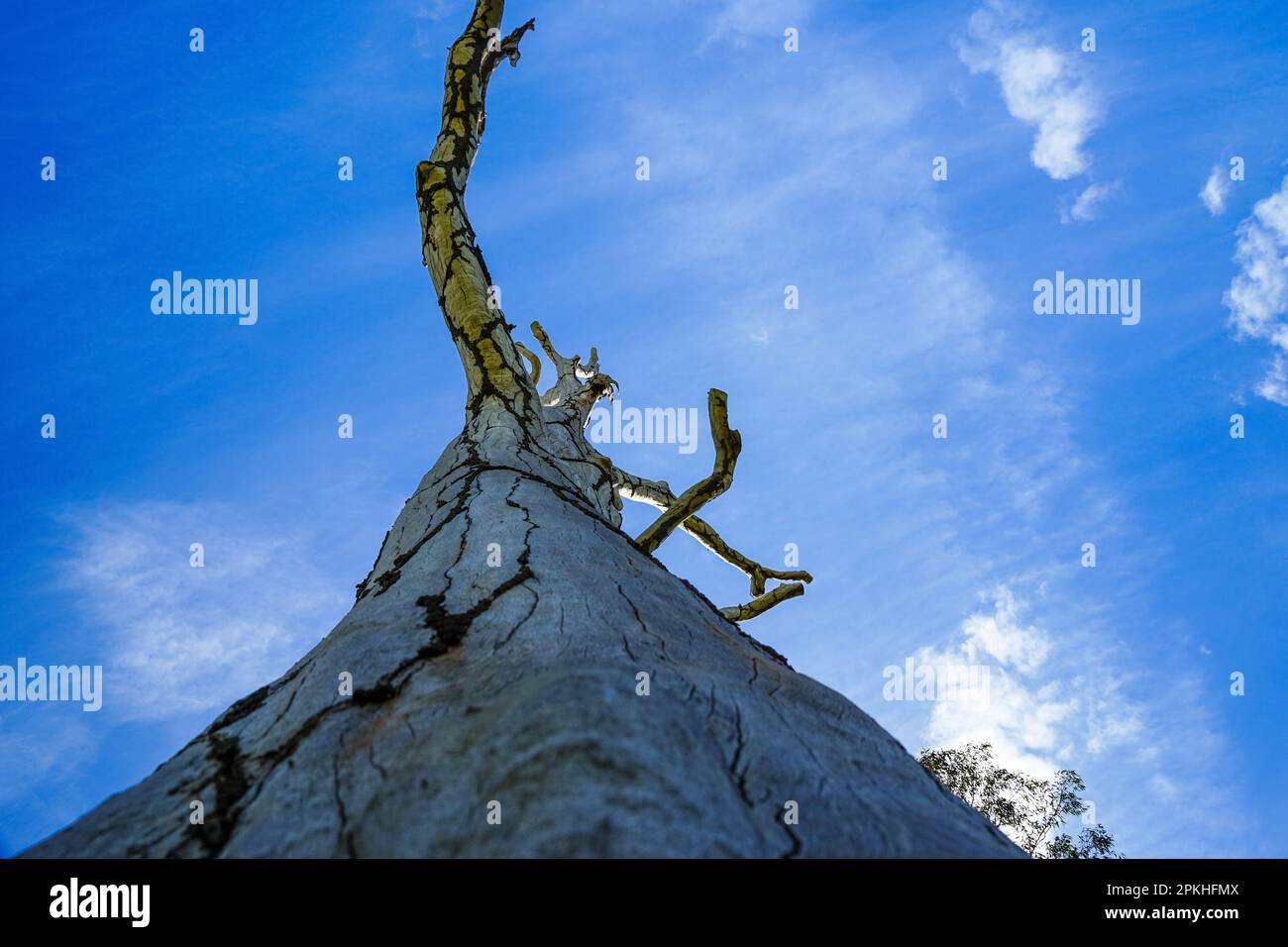 Dramatic view: looking up along the trunk of an old dead tree with ...