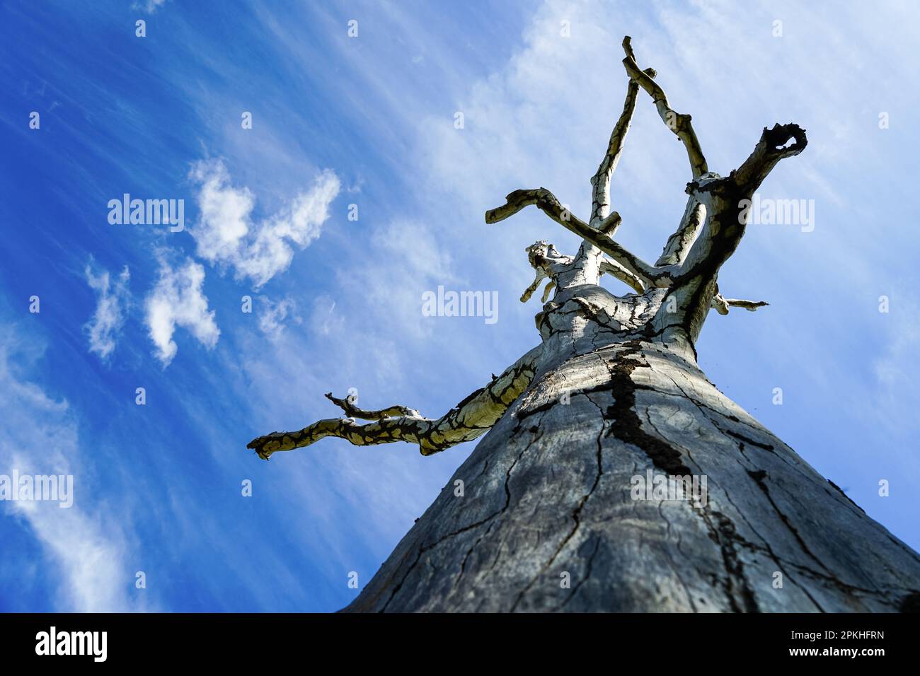 Dramatic view: looking up along the trunk of an old dead tree with ...