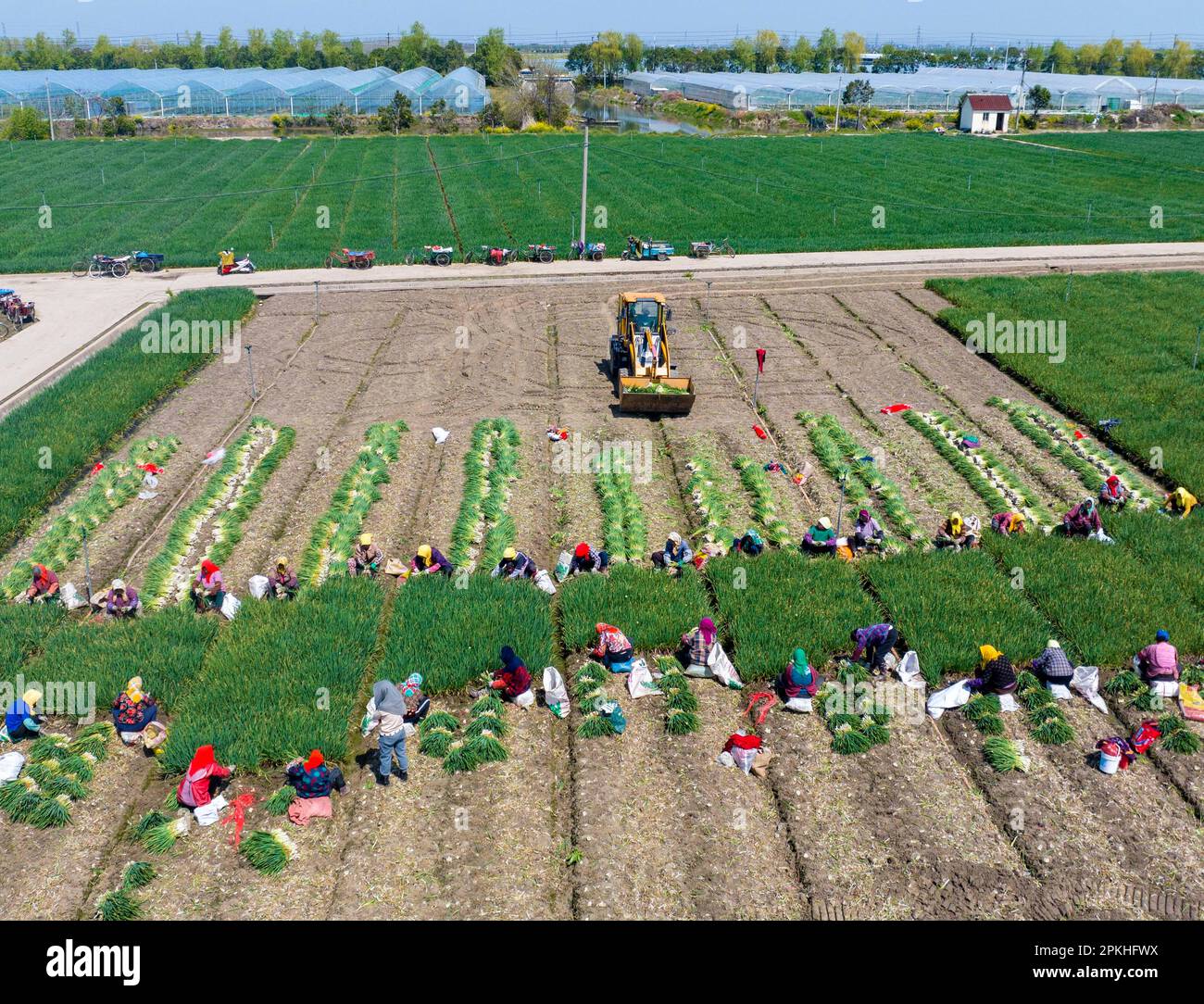 XINGHUA, CHINA - APRIL 8, 2023 - Aerial photo shows farmers harvesting ...