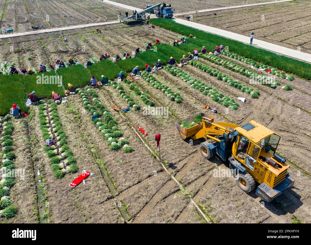 XINGHUA, CHINA - APRIL 8, 2023 - Aerial photo shows farmers harvesting ...