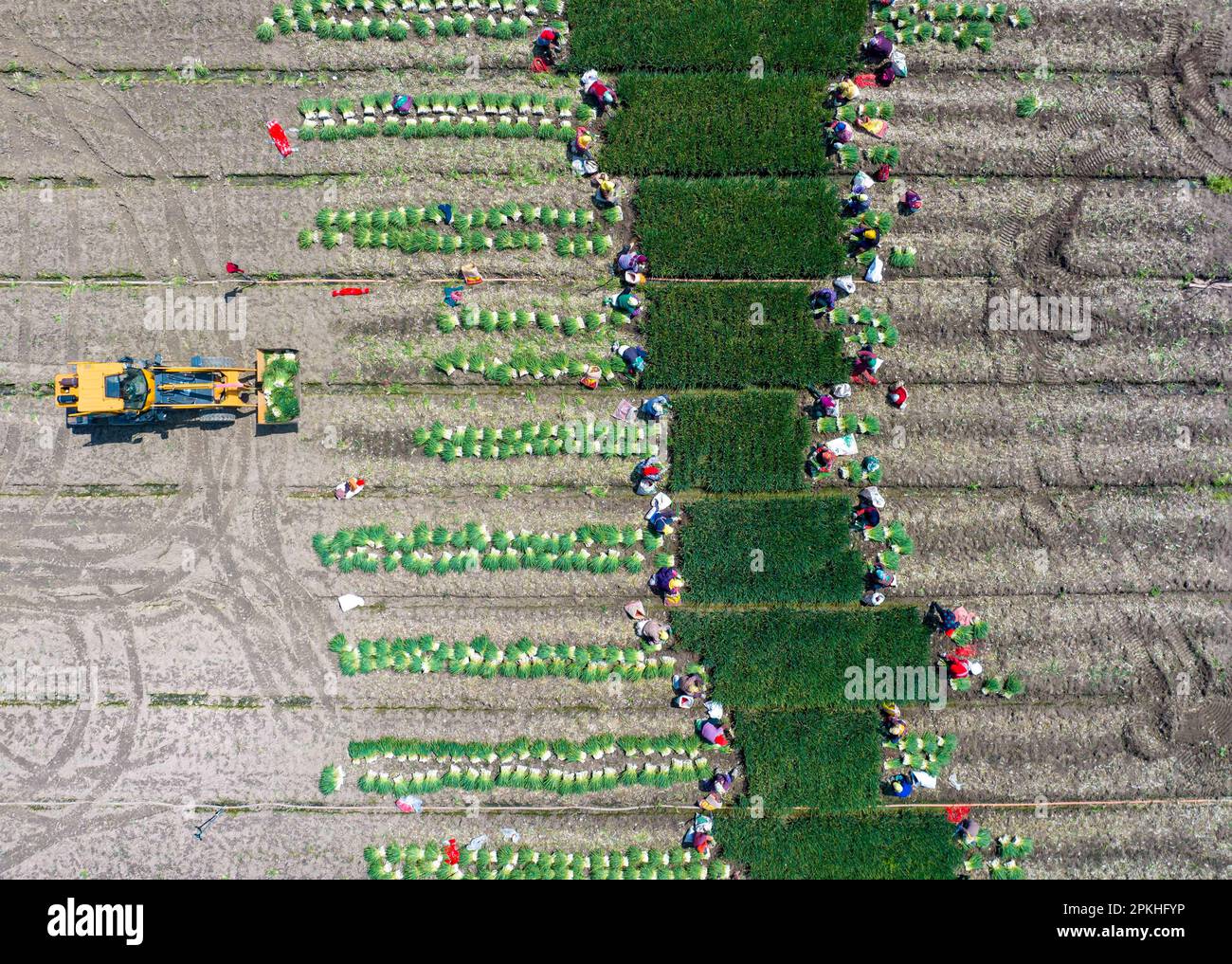 XINGHUA, CHINA - APRIL 8, 2023 - Aerial photo shows farmers harvesting ...