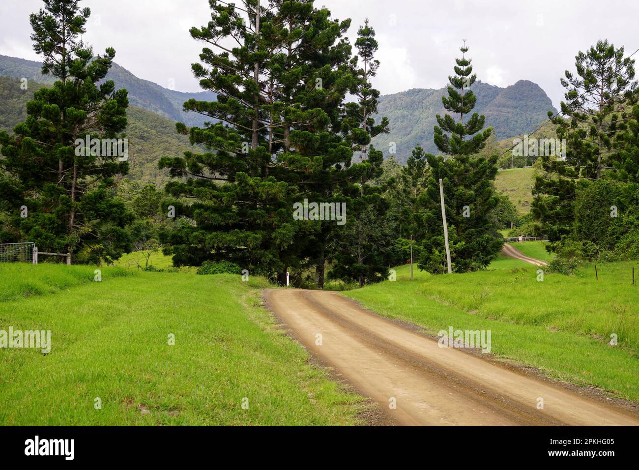 Rural scene with dirt road, green grassy paddocks, pine trees and ...