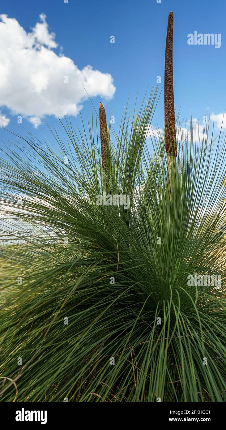 Australian grass tree with two spears against a blue sky with white ...