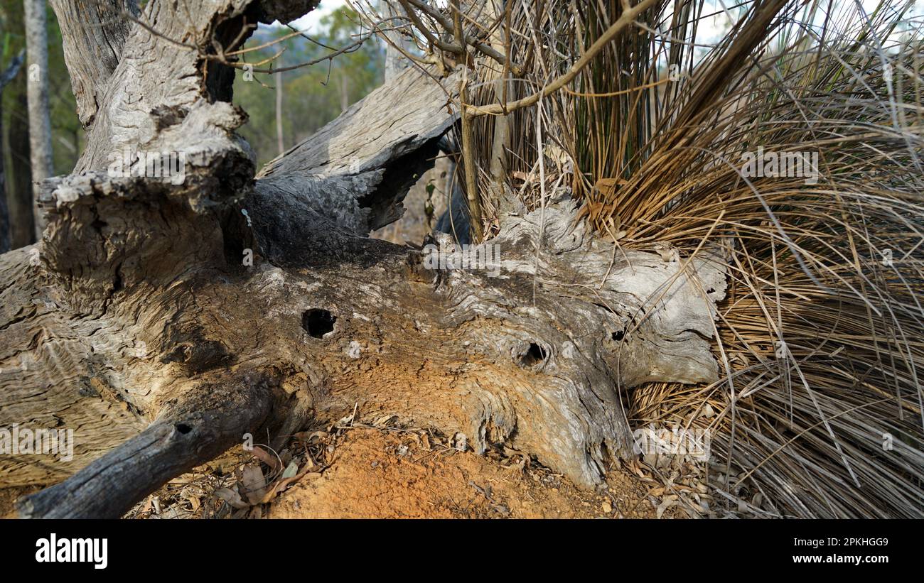 Weathered and charred base and roots of old dead tree, with dead grass ...