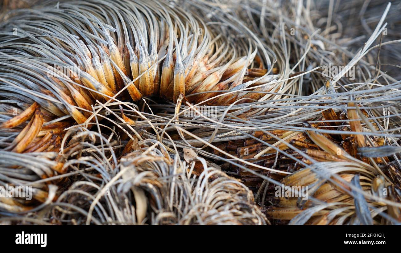 Dead grass texture hi-res stock photography and images - Alamy