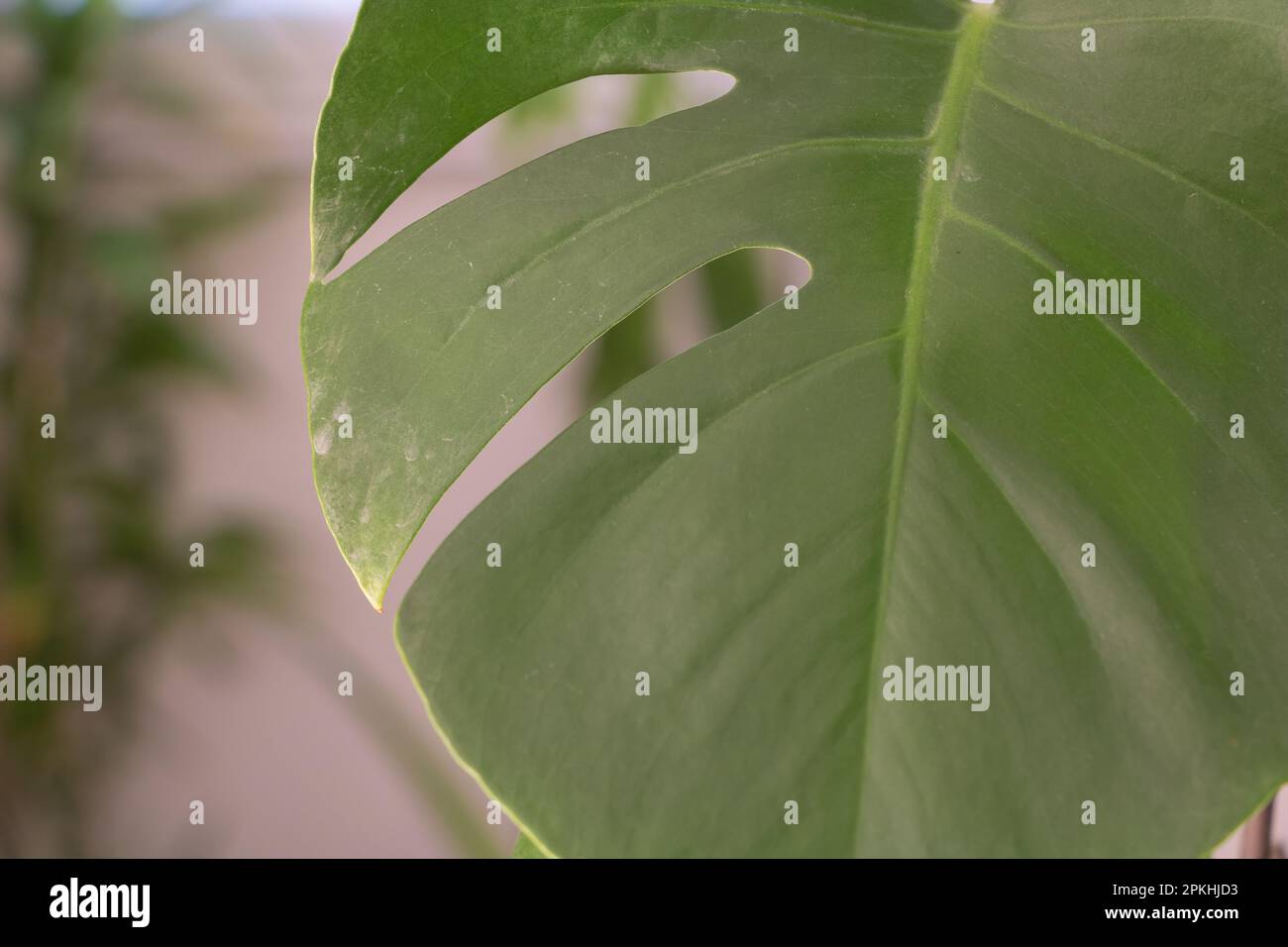 The Magic of Monstera: Awe-Inspiring Close-Up of a Variegated Monstera ...